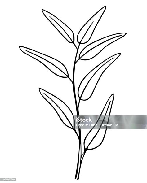 올리브 가지 손으로 그린 낙서 스케치 나뭇잎 윤곽선이있는 나뭇 가지 심플한 미니멀한 디자인 음식 메뉴 또는 화장품 개념 장식 건강한 식생활에 대한 스톡 벡터 아트 및 기타