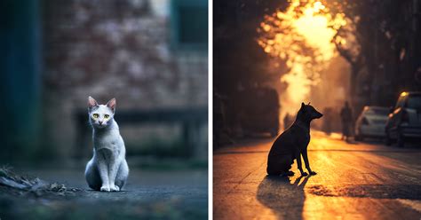 I Took Pictures Of Urban Wildlife, Here Are 10 Of Them | Bored Panda