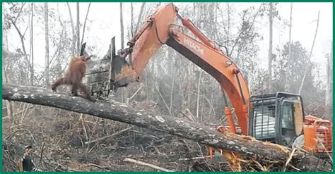 Video How An Orangutans Desperate Fight Against An Excavator Exposes