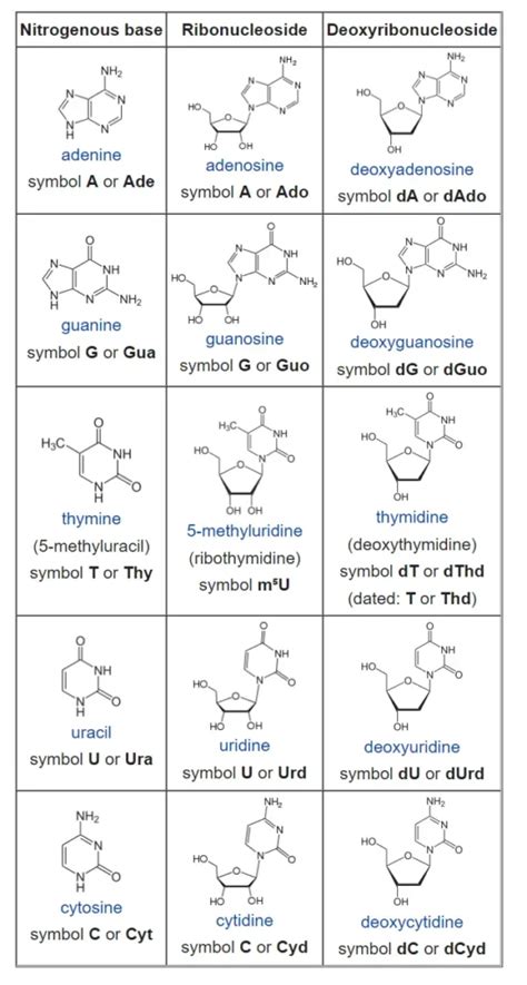 Nucleotides And Nucleosides Definition Structure Function Types