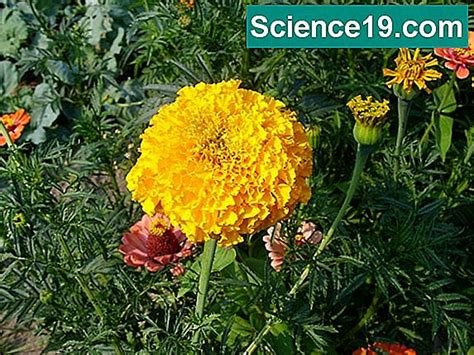 Свойствата на триъгълна пирамида 💫 Научно Популярен Мултимедиен Портал