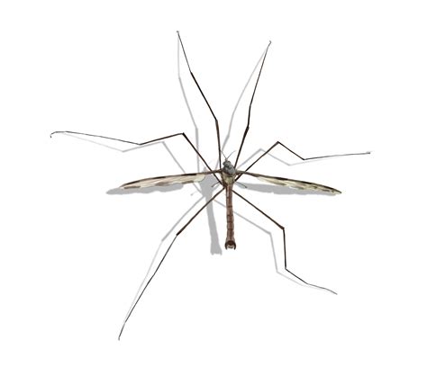 Giant Crane Fly Washington State