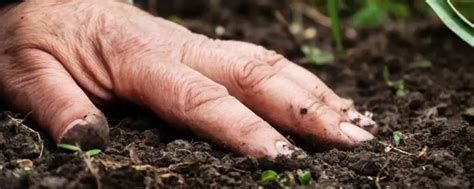 The Benefits Of Using Organic Fertilizers In Farming Anasazi Gold
