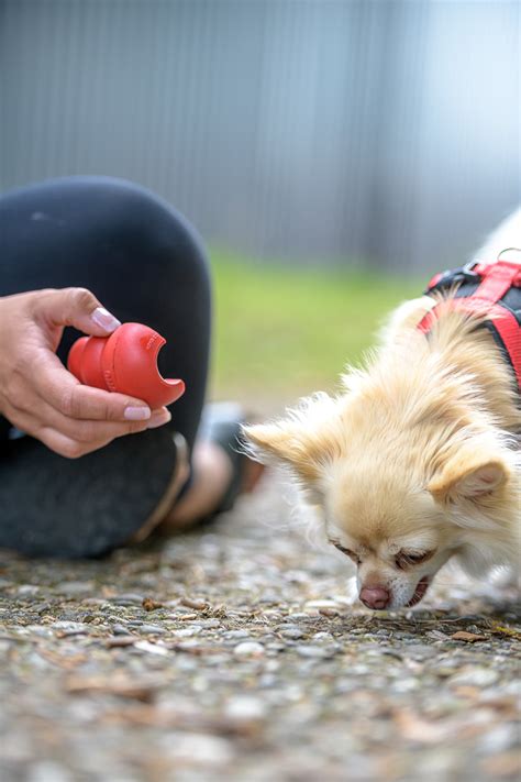 Trailbuddies Scent Detection Freiburg And Kaiserstuhl