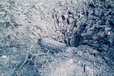 У Генштабі розповіли про обстріли України та загрозу з території Білорусі Новости Section Ukr Net