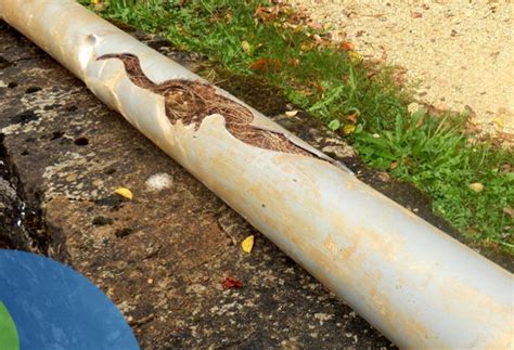 Tree Root Intrusion AccuJet Sewer And Drain Cleaning