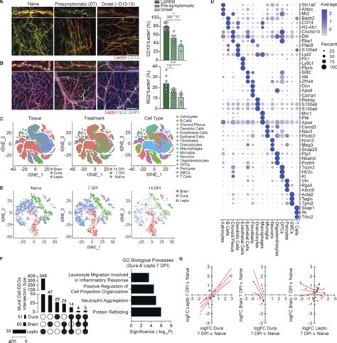Dynamics Of Mural Cells In The Meninges During Eae C57bl 6 Wt Mice