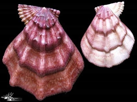Swiftopecten Swiftii 3297630