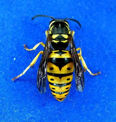 Eastern Yellow Jacket Identification Guide