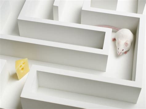 White Mouse In A Maze