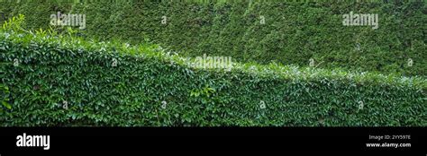 Beautiful Green Shrub Hedge Trimmed Background Landscaping Green