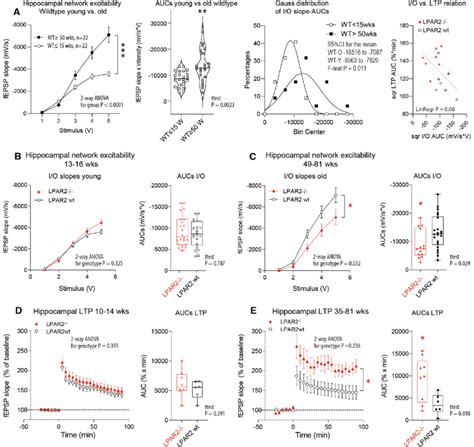 Field Potentials In Hippocampal Brain Slices A Input Versus Output