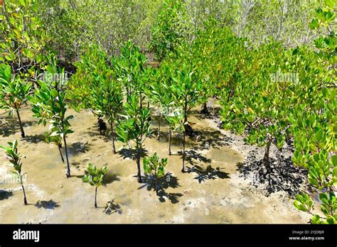 Large Leafed Orange Mangrove Bruguiera Gymnorhiza Is A Tree Native Of
