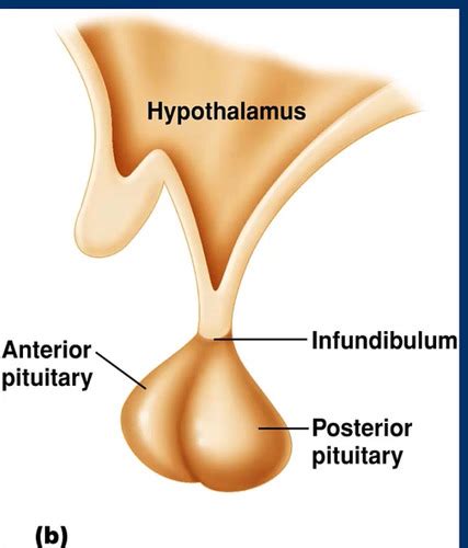 Lecture 7 Endocrine System Flashcards Quizlet