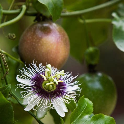 Red Passion Fruit Flower