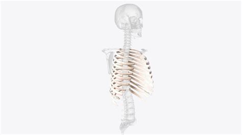 Premium Photo The Rib Cage Consists Of 24 Ribs Which Are Attached To A Long Flat Bone In The