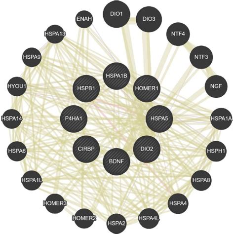 Ppi Network Of The Degs Based On Genemania Database Hub Genes Were