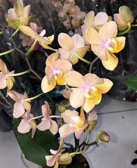 Орхидеи От и До Отсутствие цветения 🌧🌺 Спустя 3 месяца после окончания цветения орхидея