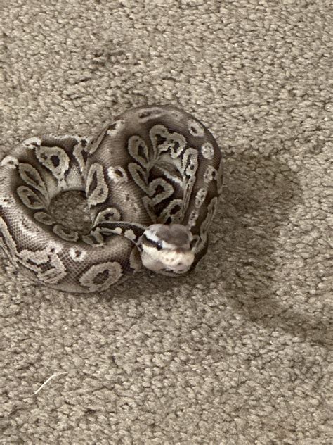 Appreciation Post For Pewter Ball Pythons Meet Onyx Rballpython