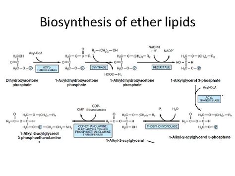 Metabolism Of Acylglycerols Sphingolipids Biomedical Importance