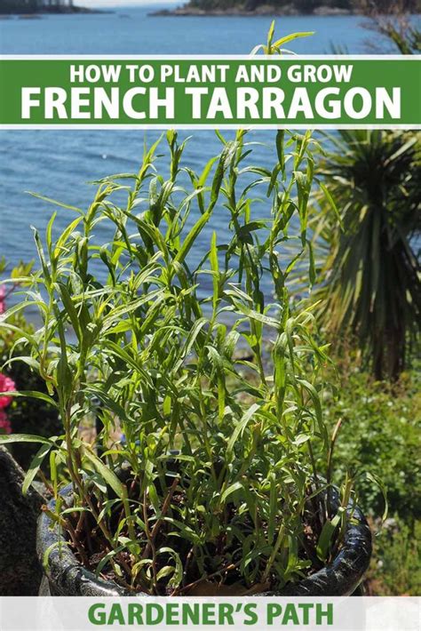 How To Grow And Care For French Tarragon Gardeners Path