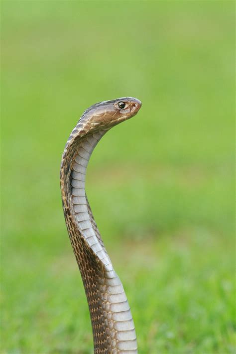 python s dataclasses replace a hidden gem for immutable data