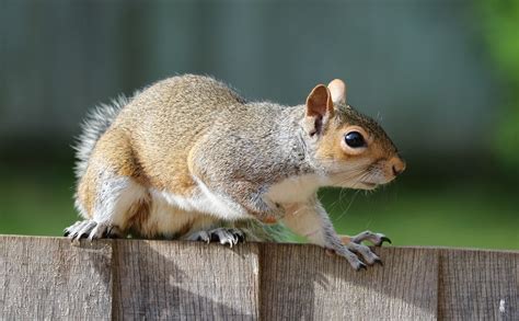 Invasive Non Native Species Uk Grey Squirrel Inside Ecology