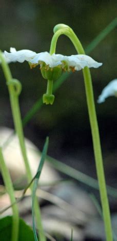 European Wild Plant Moneses Uniflora One Flowered Wintergreen