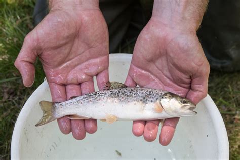 Australian Woman Engages In Sex Act With A Trout