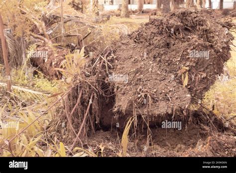 Infrared Image Of The Decompose Tree Trunk At The Plantation Stock