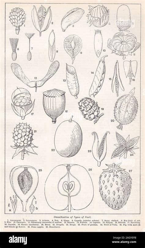 Pomes Fruit Classification