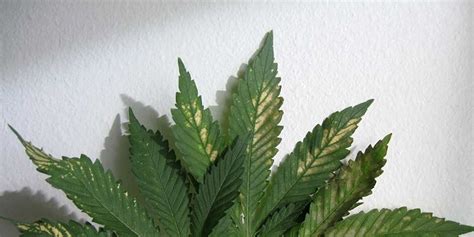 A Guide To Cannabis Deficiencies Ape Premium Cannabis