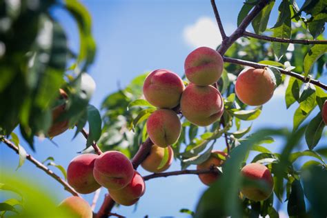 Red Baron Peach Tree For Sale Buying And Growing Guide