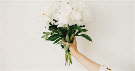 흰 벽 배경에 모란 꽃다발을 들고 있다 꽃집 손에 세련 된 흰색 모란 안녕하세요 봄 벽지 행복한 어머니의 날 결혼식 준비 사진 Unsplash의 손 꽃 이미지