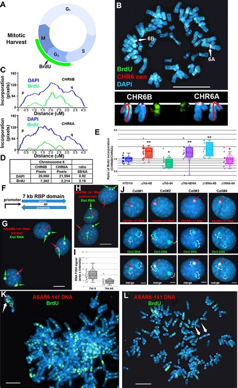 Figures And Data In Asar Lncrnas Control Dna Replication Timing Through