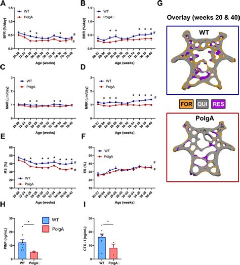 Longitudinal Monitoring Of Dynamic Bone Morphometry Parameters Over