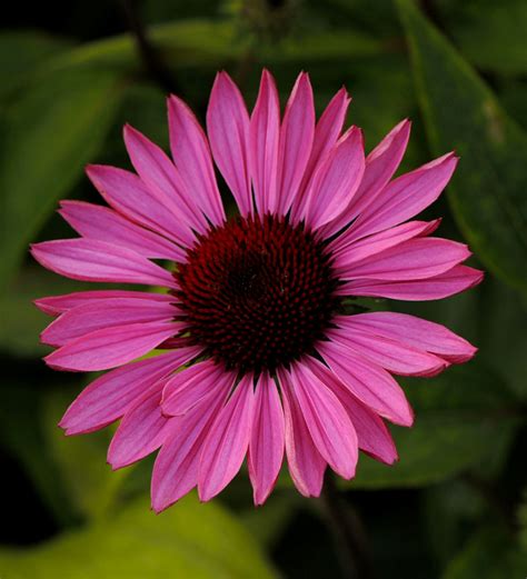 Ruby Star Coneflower Echinacea Purpurea Ruby Star The Country Barn