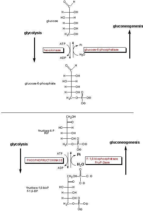 Gluconeogenesis