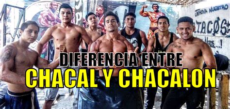 El Blog Del Mayate Diferencia Entre Chacal Y Chacalon