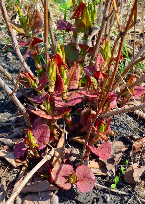 Reynoutria Japonica Common Names Include Japanese Knotweed And Asian Knotweed Spring Sprouts