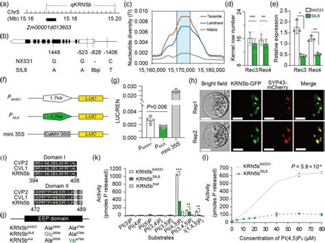Krn5b Regulates Maize Kernel Row Number Through Mediating Phosphoinositol Signalling Pmc