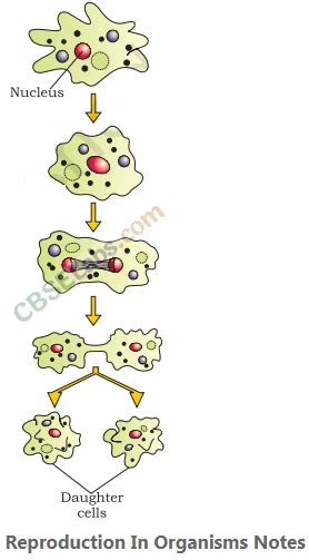Reproduction In Organisms CBSE Notes For Class Biology Learn CBSE