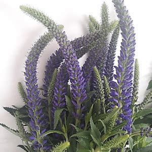 Purple Gardens America