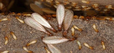 Drywood Termite Swarmers