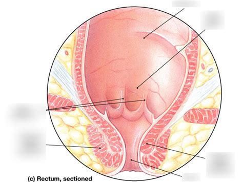 Rectum Diagram Quizlet