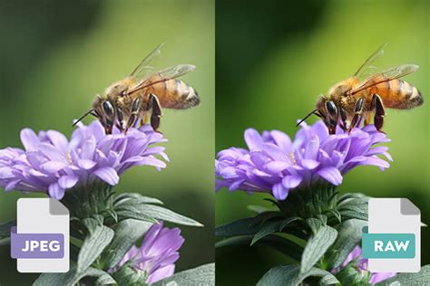 Jpeg Vs Raw Shooting Differences