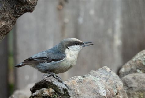 Pygmy Nuthatch Field Guide Pictures Habitat And Info Optics Mag