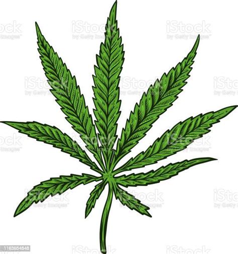 흰색 배경에 고립 대마초 잎의 그림 포스터 배너 T 셔츠 엠블럼 디자인 요소 벡터 일러스트레이션 건강관리와 의술에 대한 스톡 벡터 아트 및 기타 이미지 Istock