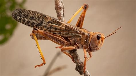 Sprinkane Beheer Dit Betyds Klk Landbou Limited