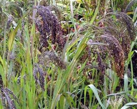 Violet Panic Grass Seedspanicum Violaceumannual 25 Etsy